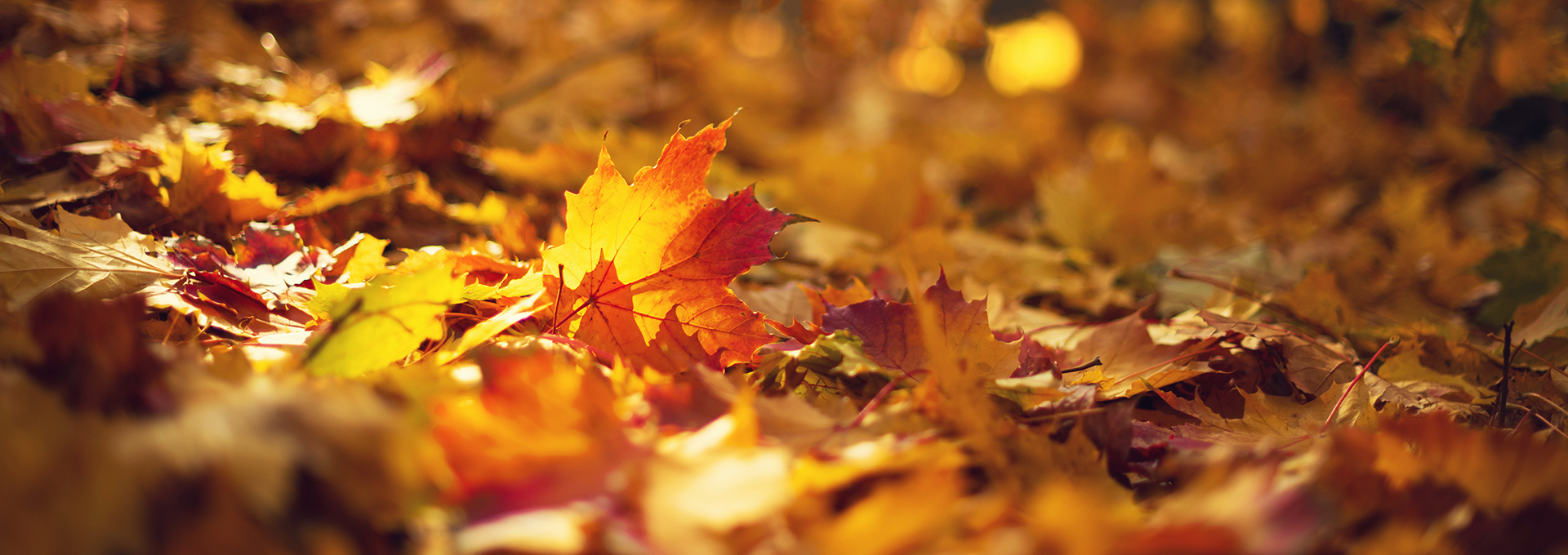 Alexander College Blog | Alexander College